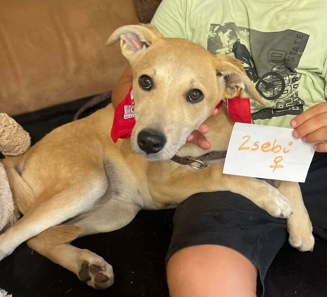 Zebi - Tierhilfe Pfotentraum e.V.